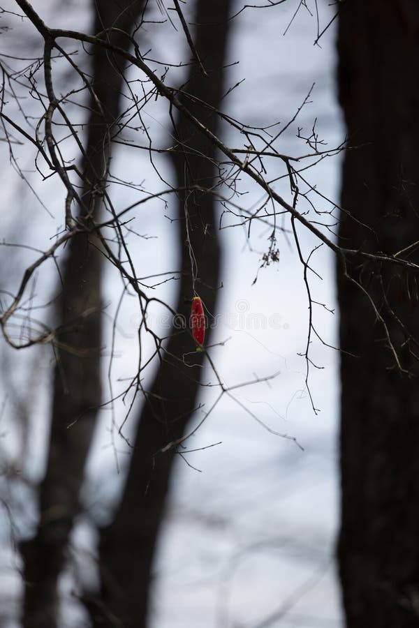 Red Bobber Hanging from a Limb Stock Image - Image of earth, fishing ...