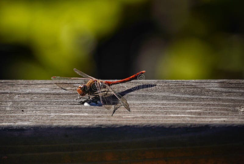 Red Bodied Dragonfly on a Wooden Railing Stock Photo - Image of insect ...
