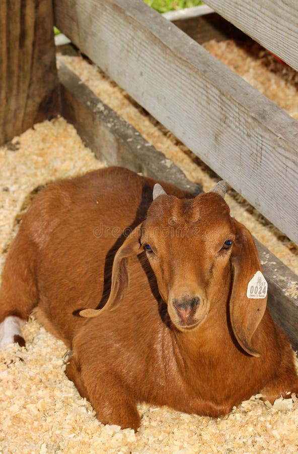 Red Boer Goat editorial photography. Image of stall, farm - 42798247