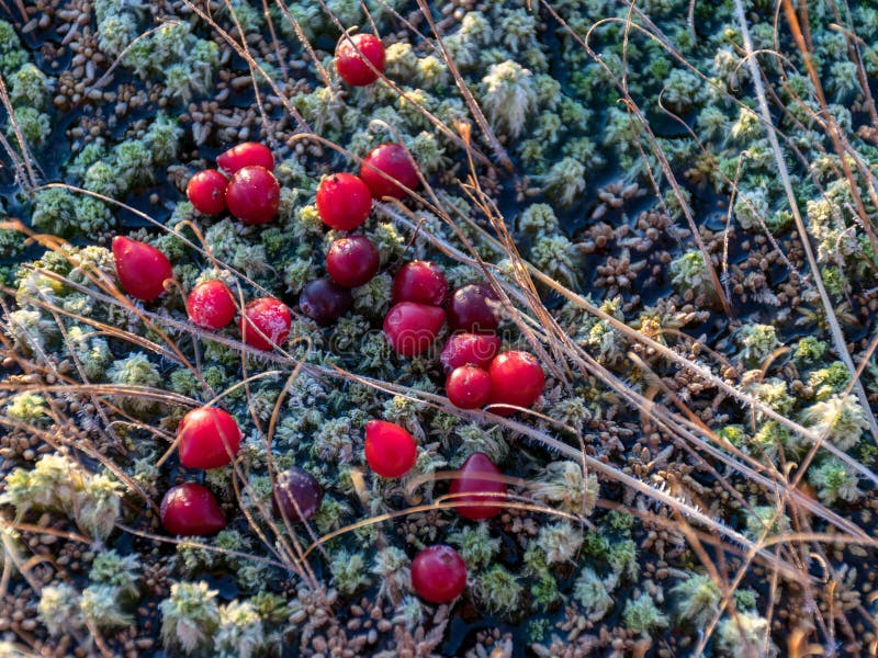 Red bog cranberries stock image. Image of fruit, flora - 172478525