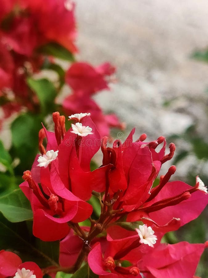 Red Bogenfil Stock Photos - Free & Royalty-Free Stock Photos from ...