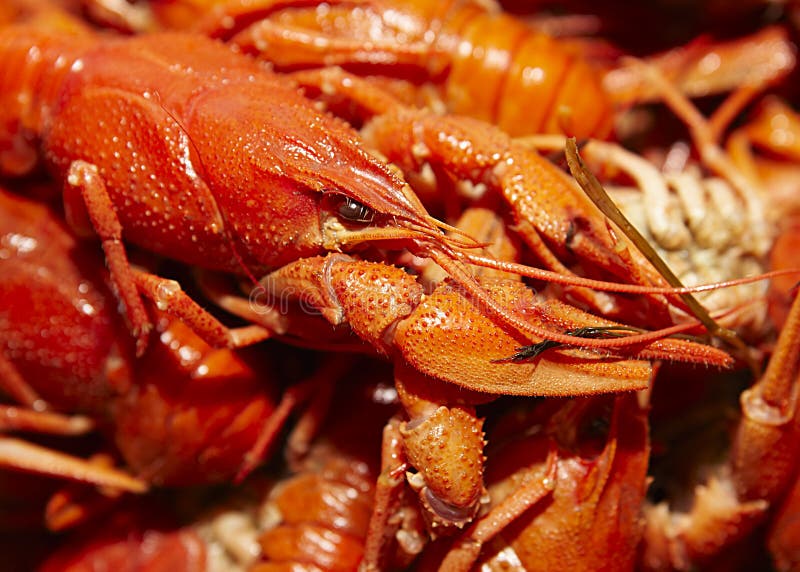 (red boiled cancer stock image. Image of animal, fish - 24686657