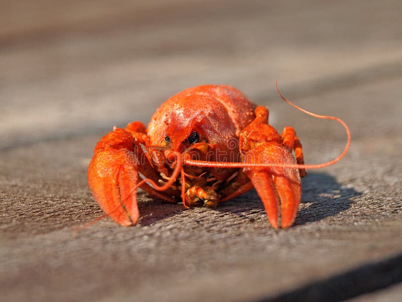 Red boiled crawfish. stock image. Image of crawfish, culinary - 20519597