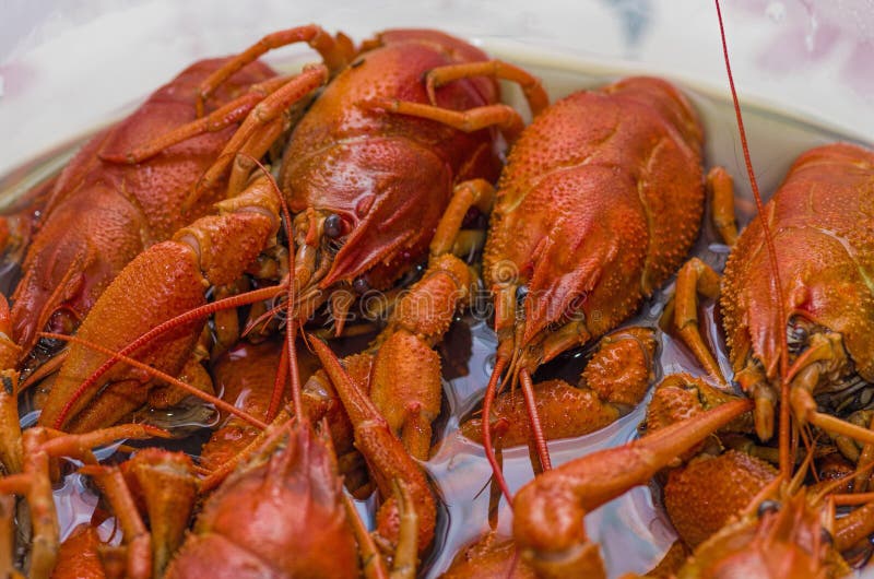 Red boiled crawfish stock image. Image of gourmet, beer - 80687935