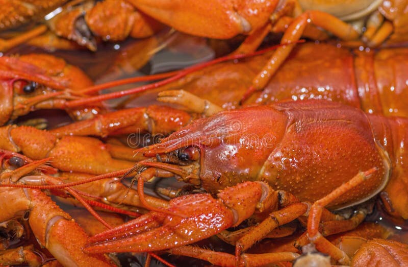 Red boiled crawfish stock image. Image of color, refreshment - 80688075