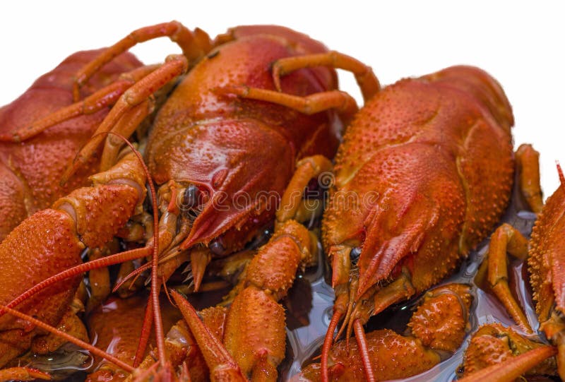 Red boiled crawfish stock photo. Image of crayfish, large - 80688166