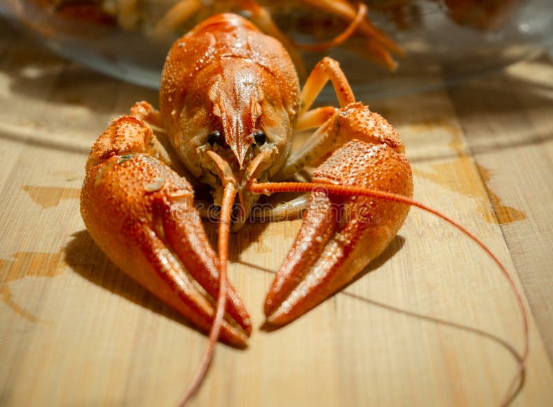 Red Boiled Crayfish Astacus Astacus with Pincers Close Up Stock Photo ... Red Boiled Crayfish Astacus Astacus with Pincers Close Up Stock Photo ...