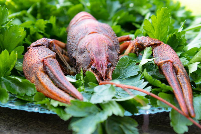 Red Boiled Crayfish with Herbs on a Plate Stock Photo - Image of dinner ... Red Boiled Crayfish with Herbs on a Plate Stock Photo - Image of dinner ...