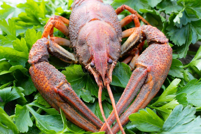 Red Boiled Crayfish with Herbs on a Plate Stock Image - Image of fish ...