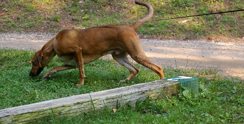 Red Bone Hound at Work stock image. Image of expression - 963275