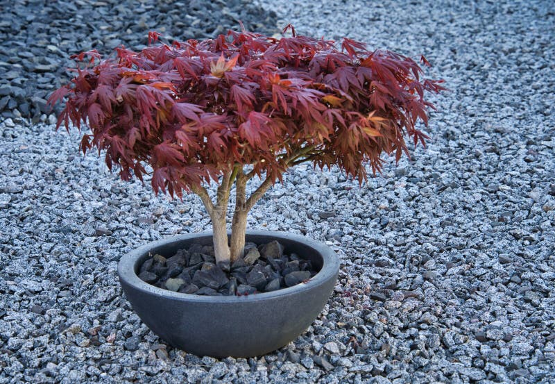 Red bonsai in a pot stock image. Image of wildflower - 261612285