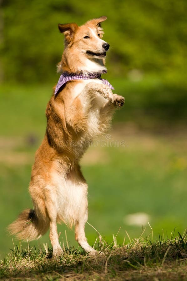 Red Border Collie Portrait in Summer Stock Image - Image of border ...