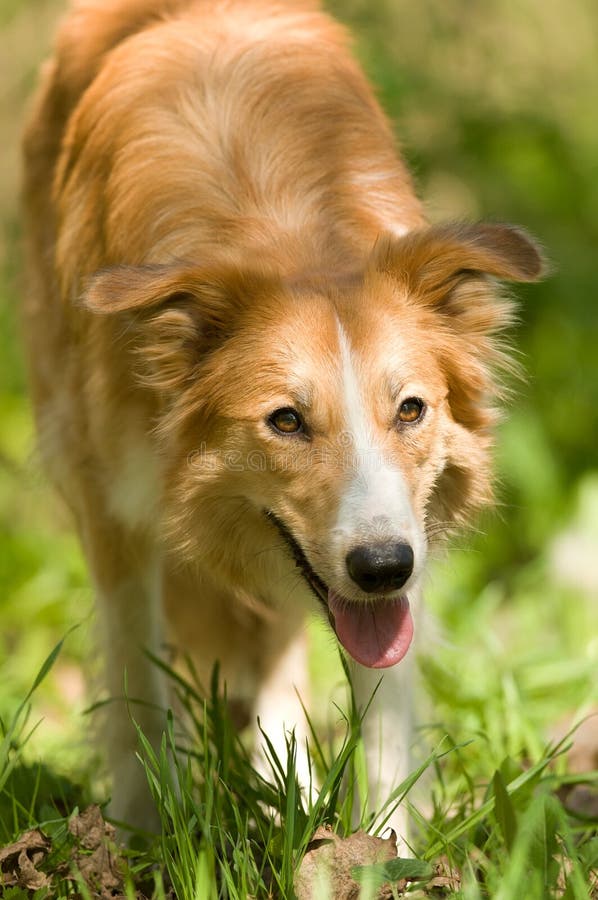 Red Border Collie Portrait in Summer Stock Photo - Image of canine ...
