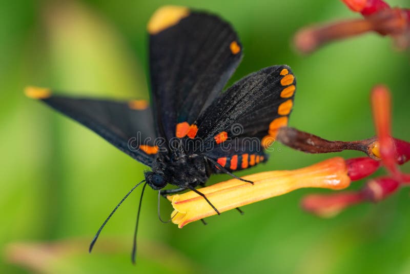 Pixe Mask Stock Photos - Free & Royalty-Free Stock Photos from Dreamstime