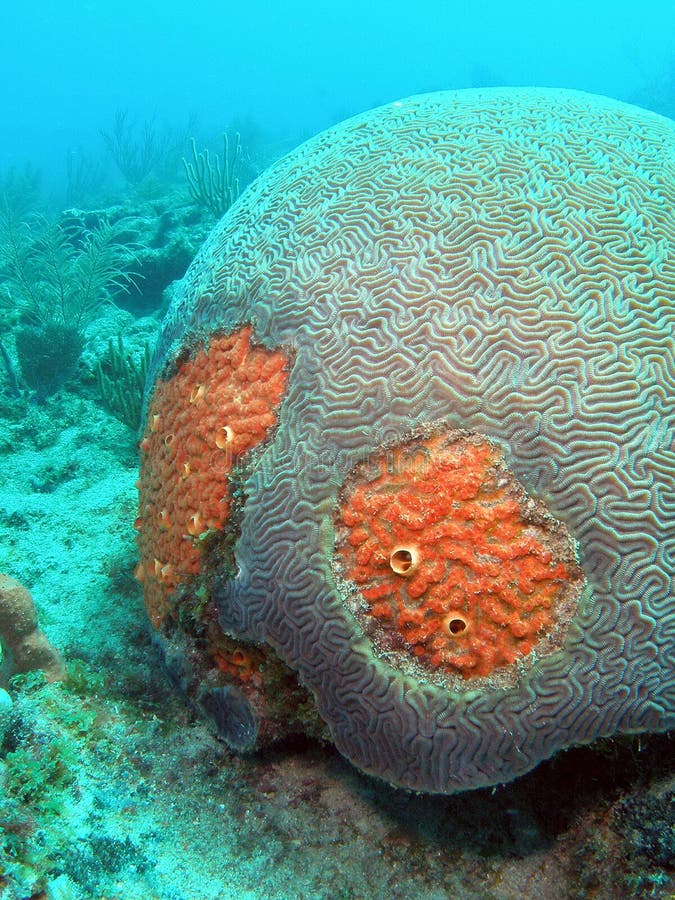Red Boring Sponge and Brain Coral Stock Image - Image of boring, seas ...