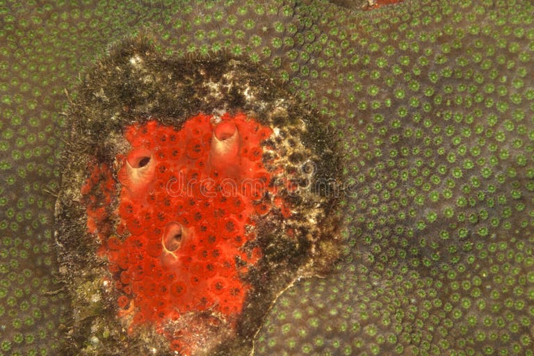 Red Boring Sponge (Cliona Celata) Stock Image - Image of boring, coral ...