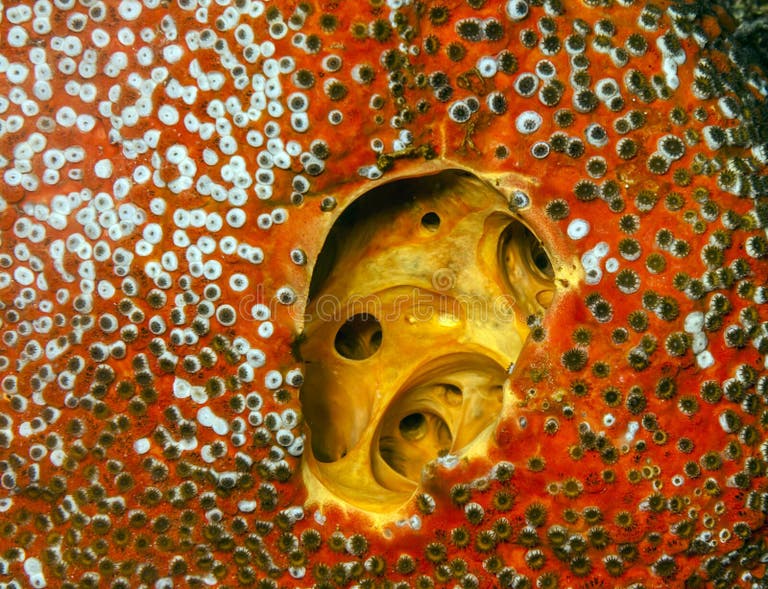 Sponge Cliona Delitrix Stock Photos - Free & Royalty-Free Stock Photos ...