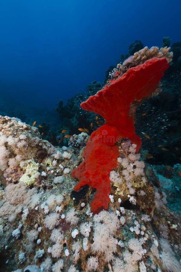 Razzables Sponge Animal