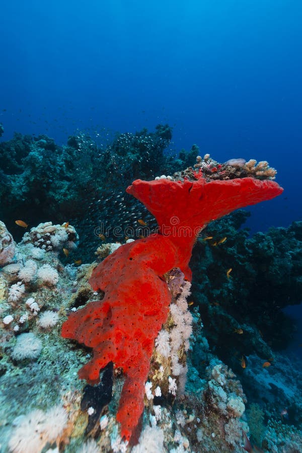 Red Boring Sponge, Cliona Celata Stock Image - Image of marine, america ...