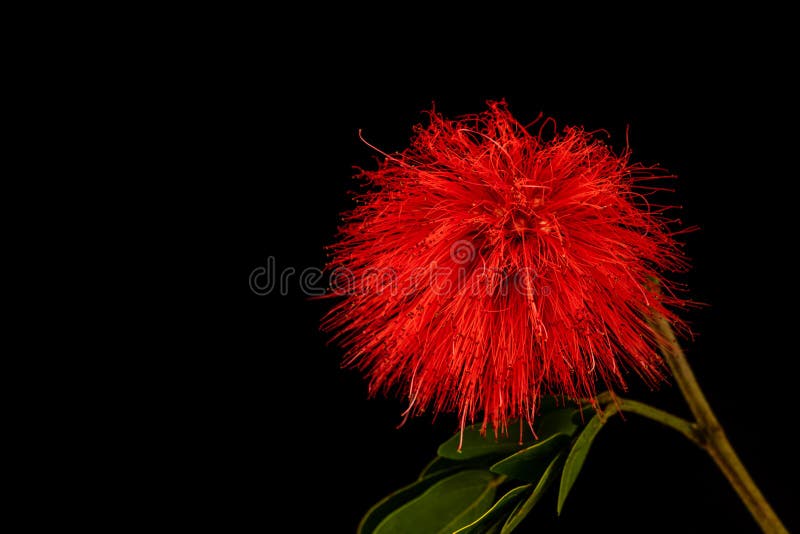 Red Bottle Brush Flower with Black Background Stock Image - Image of ...