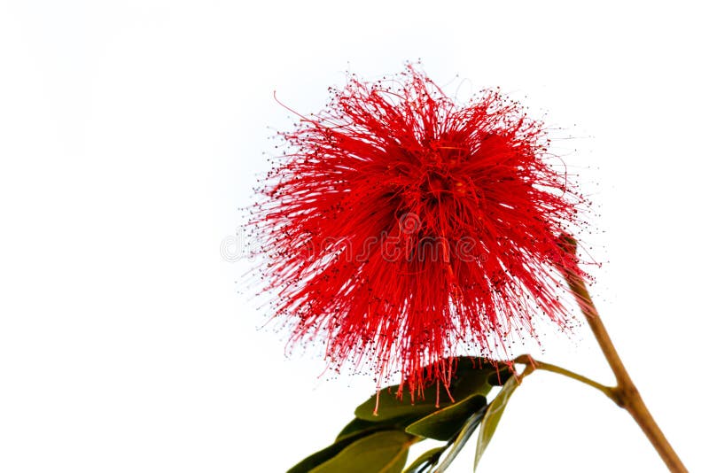 Red Bottle Brush Flower with Infinity White Background Stock Image ...