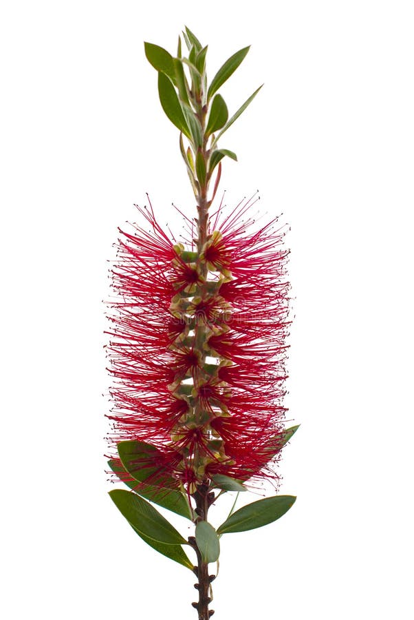 Red Bottle-brush Tree (Callistemon) Stock Photo - Image of shrub ...