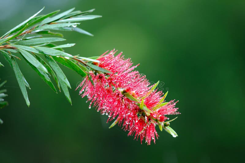 Red Bottle-brush Tree (Callistemon) Flower Stock Photo - Image of macro ...