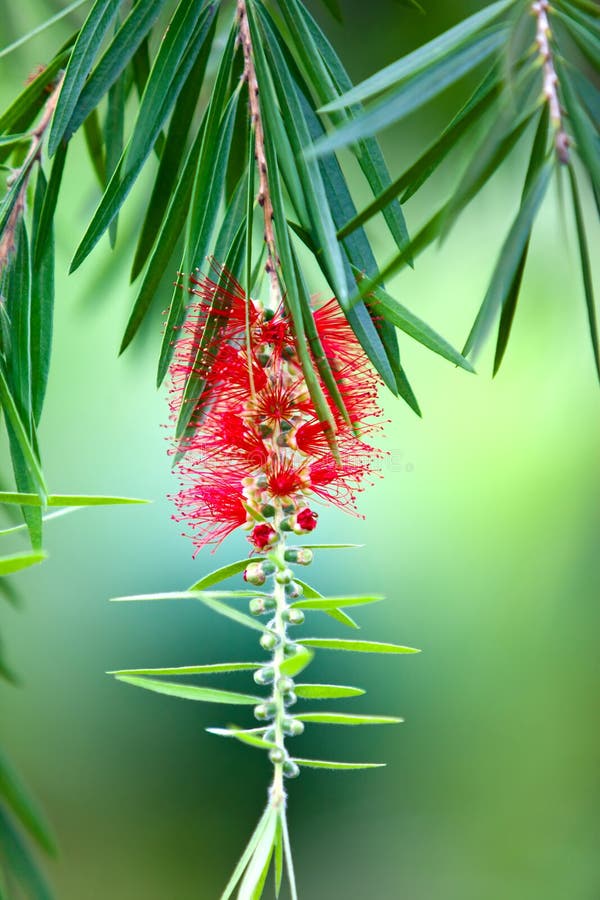 Red Bottle-brush Tree (Callistemon) Flower Stock Image - Image of ...