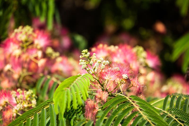 Red Bottle Brush Tree Flower Stock Image - Image of leave, garden: 37283019