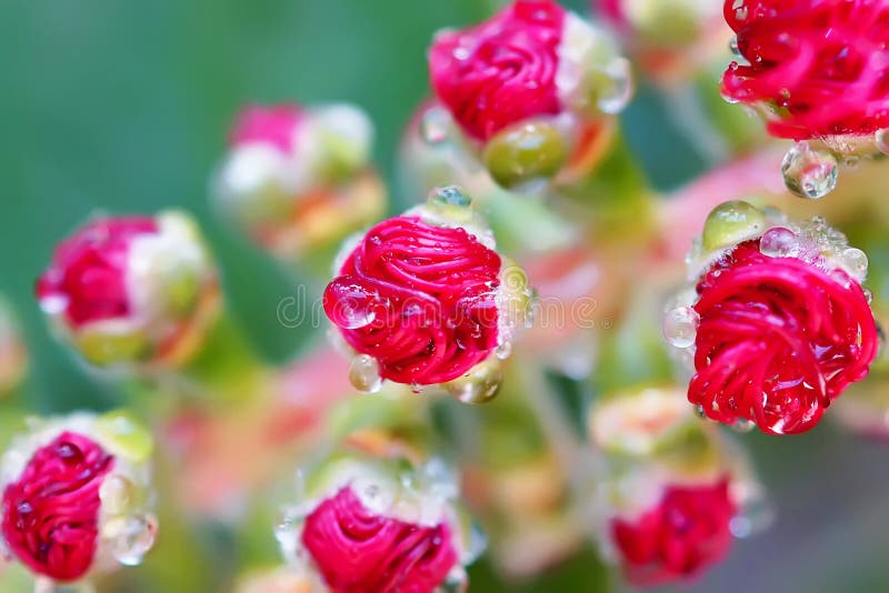 Red Bottle Brush Tree Flower Stock Image - Image of garden, evergreen ...