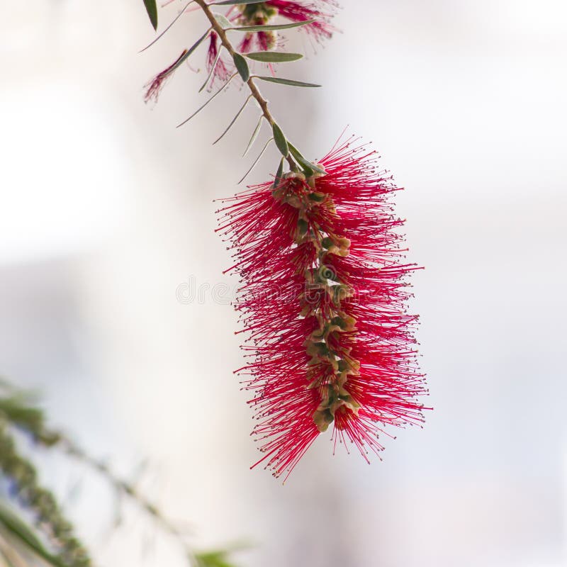 Red Bottle-brush Tree Flower Stock Photo - Image of bloom, andalusia ...
