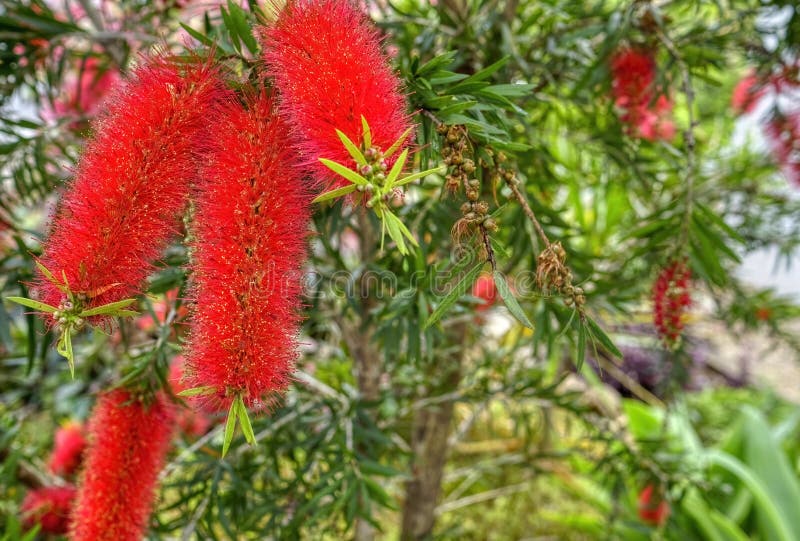 Red bottle brush tree stock image. Image of closeup - 262076355