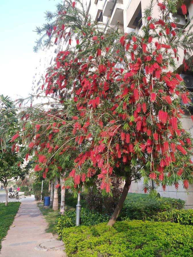 Red Bottle Brush Tree in Full Bloom Stock Photo - Image of road, trees ...
