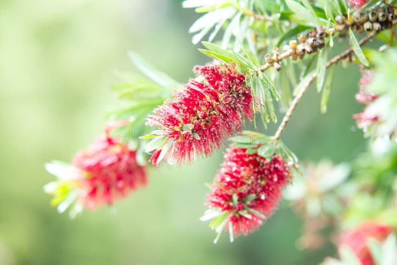 Red Bottle brush tree stock photo. Image of native, flower - 87331590