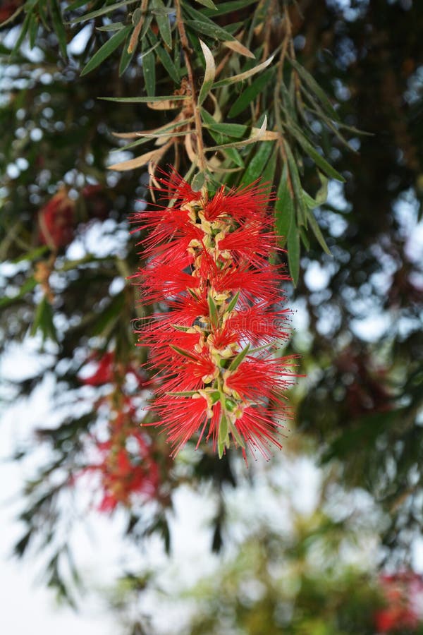 Red Bottle brush tree stock photo. Image of plant, leaf - 37409734