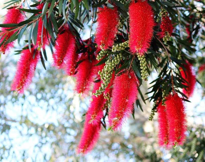 Red Bottlebrush. stock photo. Image of native, brush - 23864098