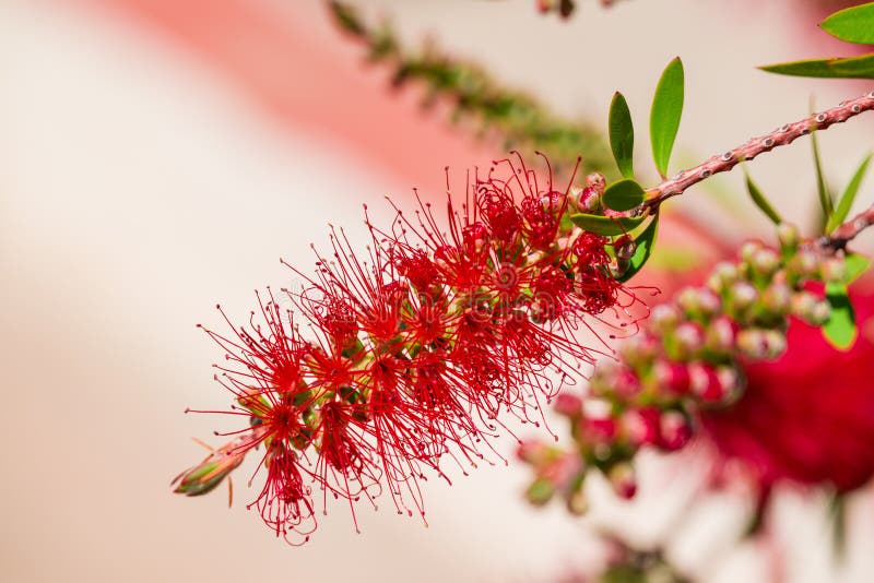 A Red Bottlebrush Bush (Callistemon). Red Flowers Stock Image - Image ...