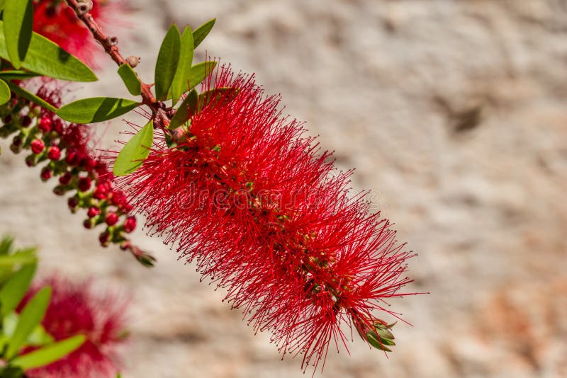 A Red Bottlebrush Bush (Callistemon). Red Flowers Stock Photo - Image ...