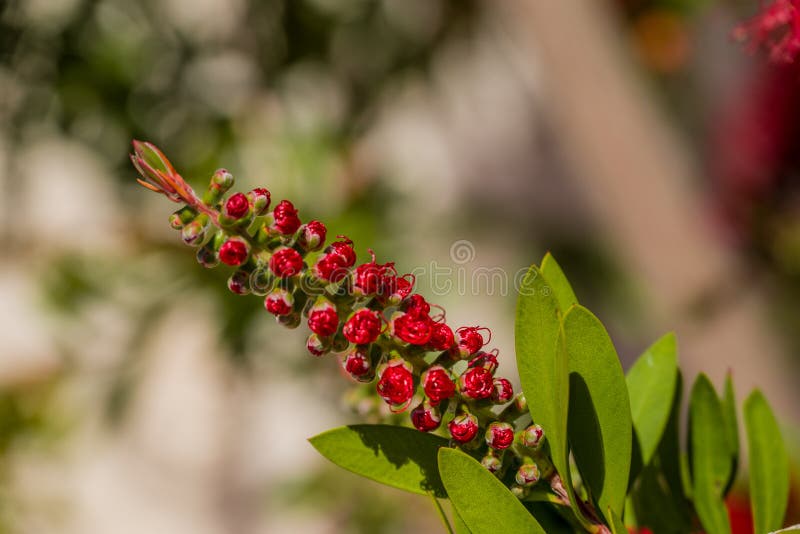 A Red Bottlebrush Bush (Callistemon). Red Flowers Stock Photo - Image ...