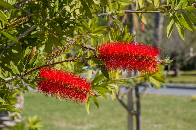 A Red Bottlebrush Bush (Callistemon). Red Flowers Stock Photo - Image ...