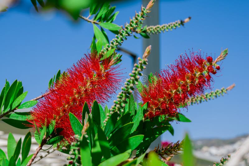 A Red Bottlebrush Bush (Callistemon). Red Flowers Stock Image - Image ...