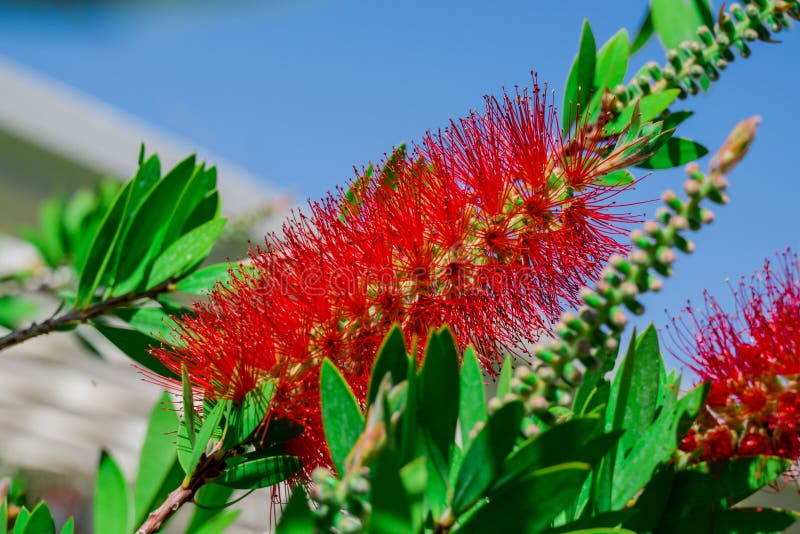 A Red Bottlebrush Bush (Callistemon). Red Flowers Stock Photo - Image ...