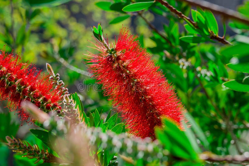 A Red Bottlebrush Bush (Callistemon). Red Flowers Stock Image - Image ...