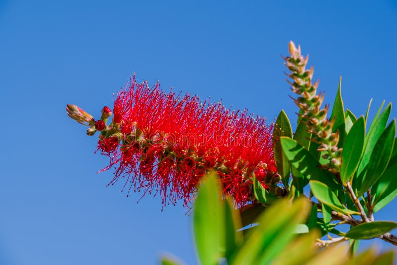 A Red Bottlebrush Bush (Callistemon). Red Flowers Stock Photo - Image ...