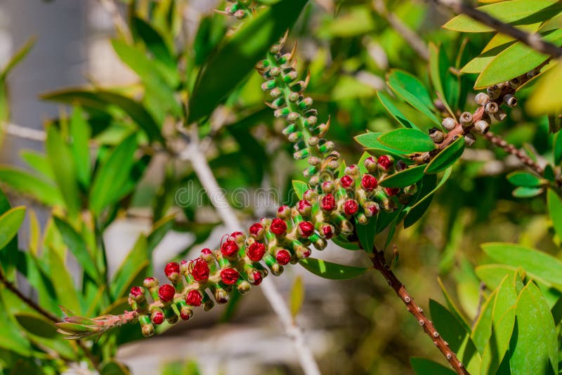 A Red Bottlebrush Bush (Callistemon). Red Flowers Stock Photo - Image ...