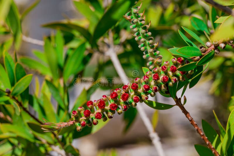 A Red Bottlebrush Bush (Callistemon). Red Flowers Stock Photo - Image ...