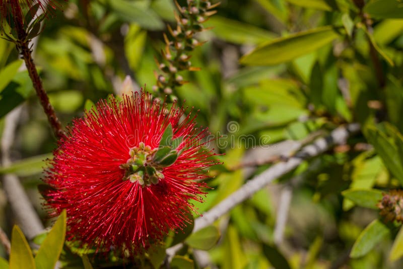 A Red Bottlebrush Bush (Callistemon). Red Flowers Stock Photo - Image ...