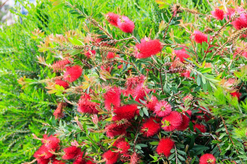 Red Bottlebrush flowers stock photo. Image of colorful - 293237532