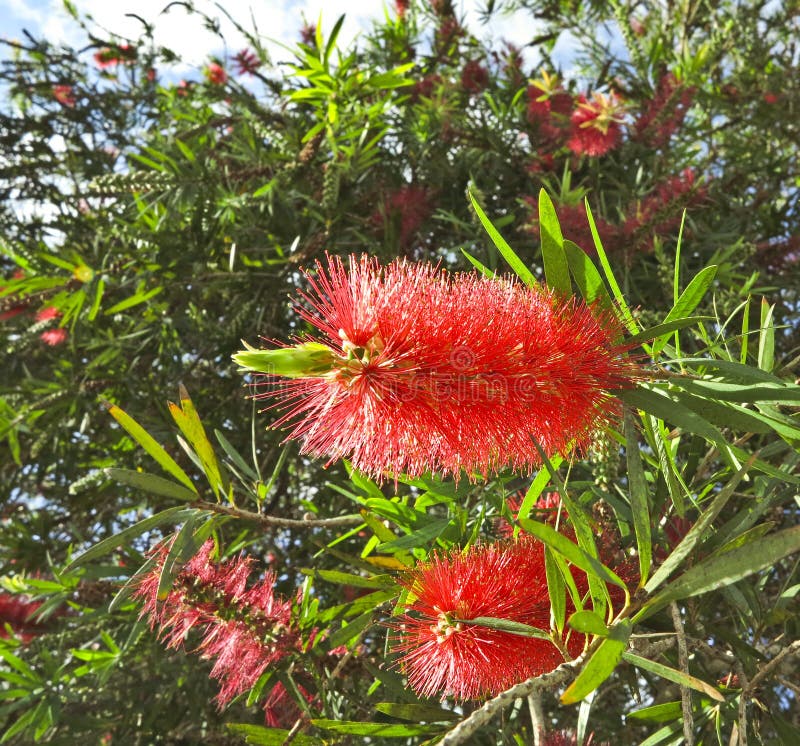 Red bottlebrush tree stock image. Image of callistemon - 24552207