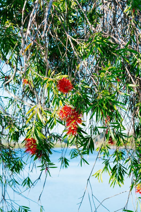 Red Bottlebrush Tree and Ocean Stock Photo - Image of callistemon ...